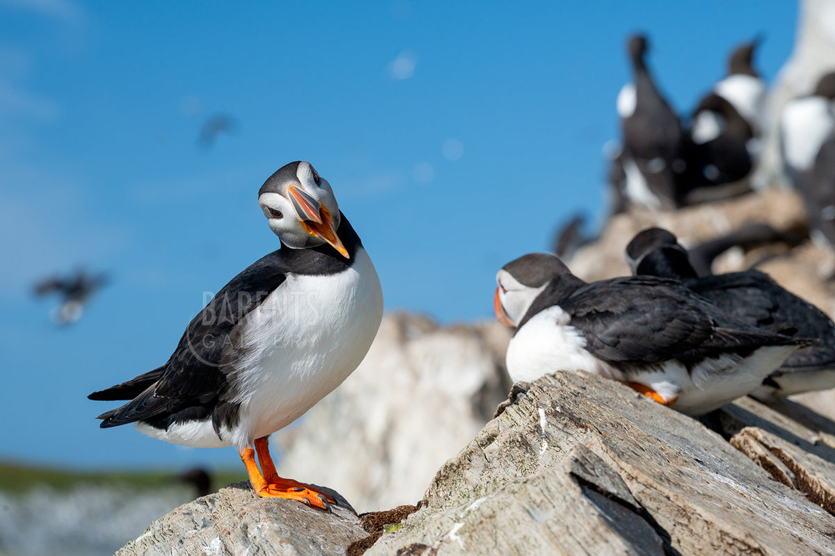 Hei du – Barentsgallery