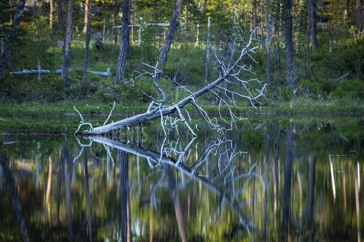 Gammel furu – Barentsgallery