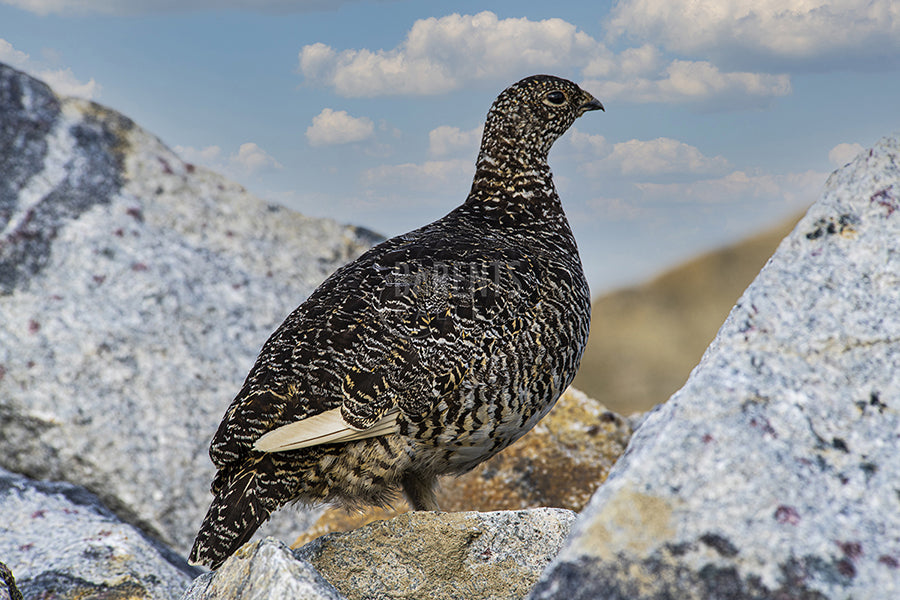 Rype fra Jarfjordfjellet – Barentsgallery